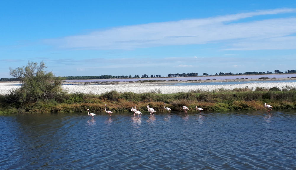 The wonderful wetlands of the Camargue | The Office Is Closed